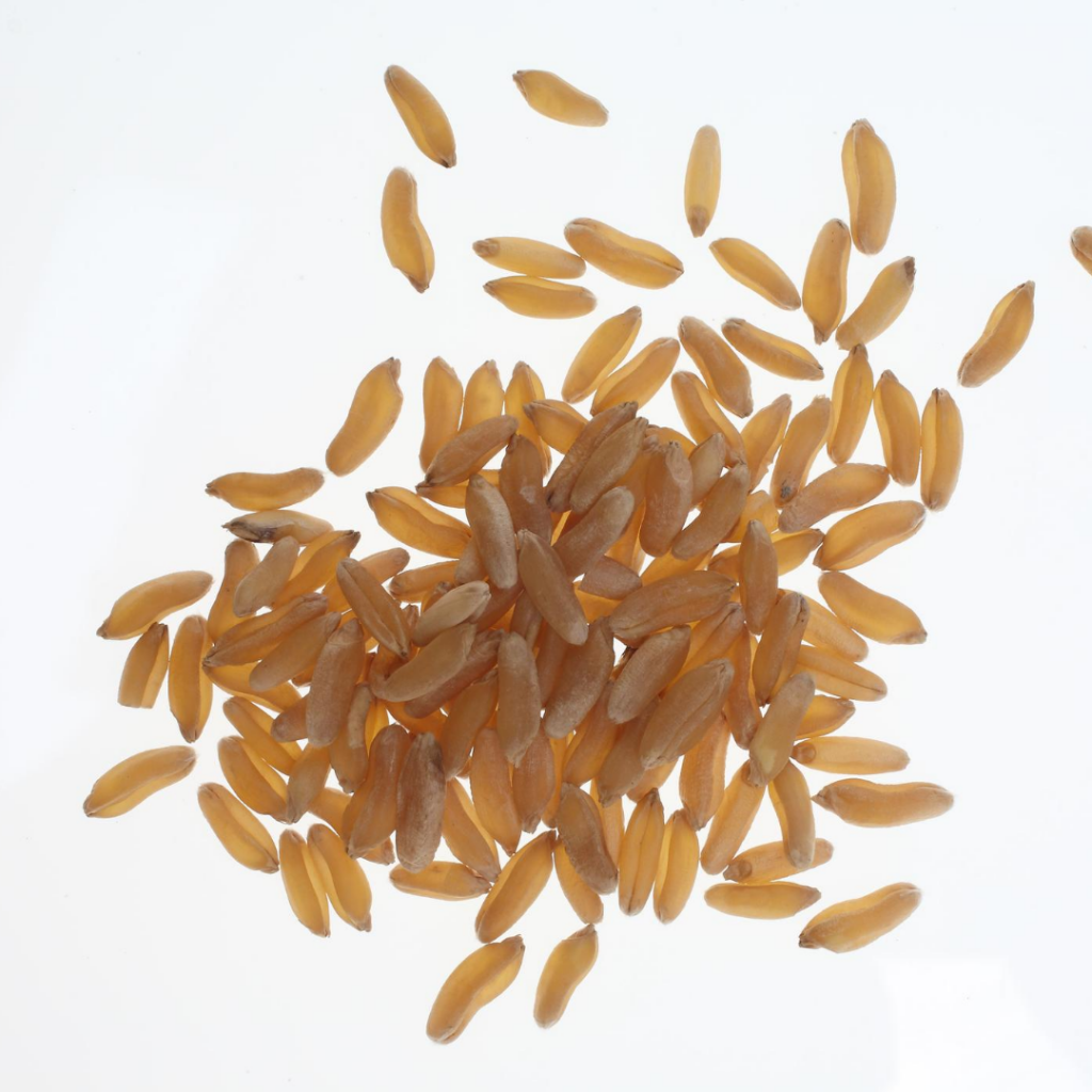 Grain – Kamut ® – Pantry Goods